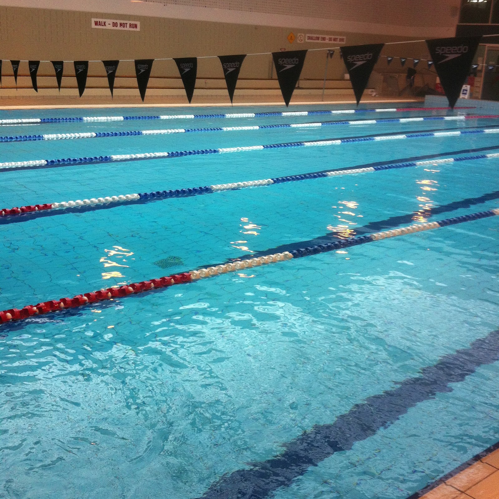 Living and Loving Hobart:: Swimming laps